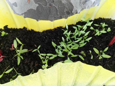 A nossa Horta Bio - Hortas Bio nas Eco-Escolas | Programa Eco-Escolas ...